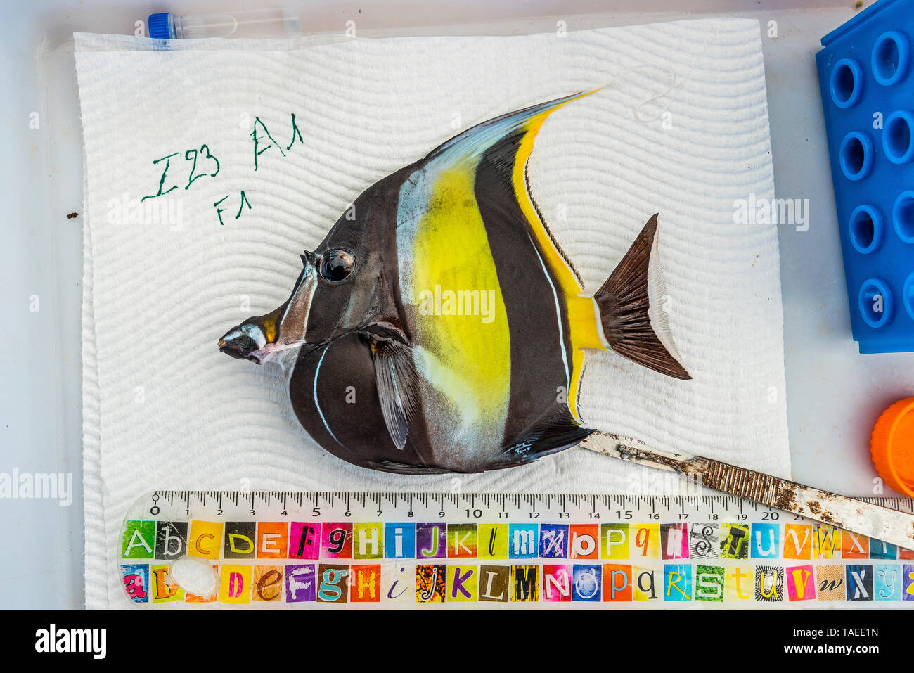 Tara Pacific expedition - november 2017 Confectioning of samples o/b ...