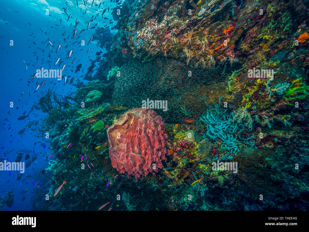 West papua province hi-res stock photography and images - Alamy