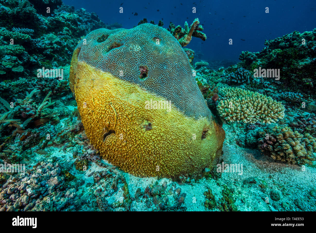 Yanaba Island High Resolution Stock Photography and Images - Alamy
