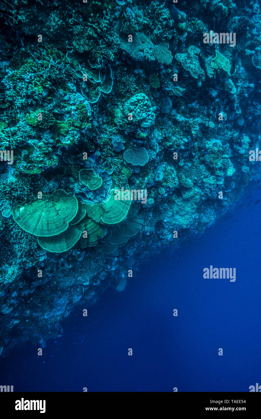 Tara Pacific Expedition High Resolution Stock Photography and Images ...