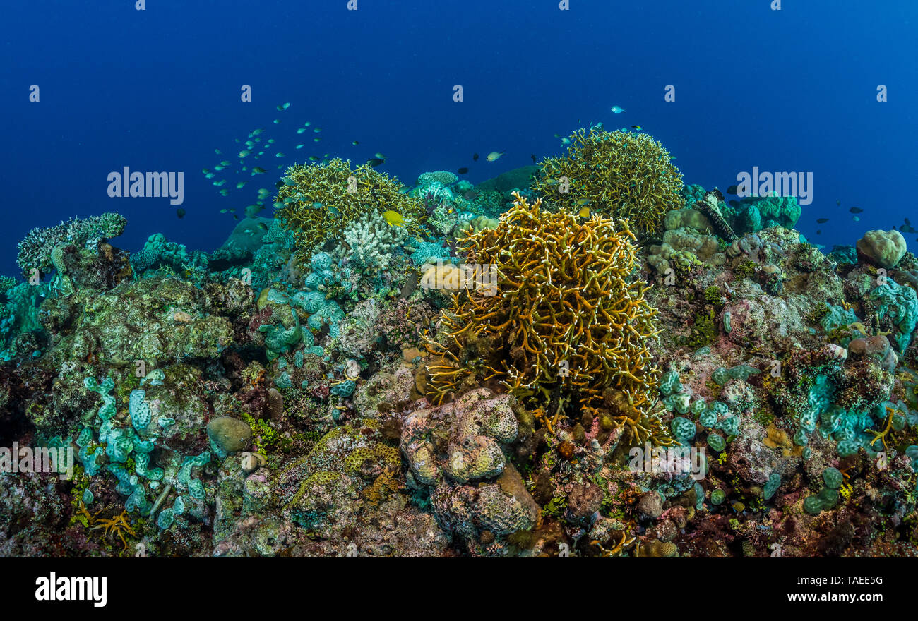 Tara Pacific expedition - november 2017 Colonies of Fire Coral ...