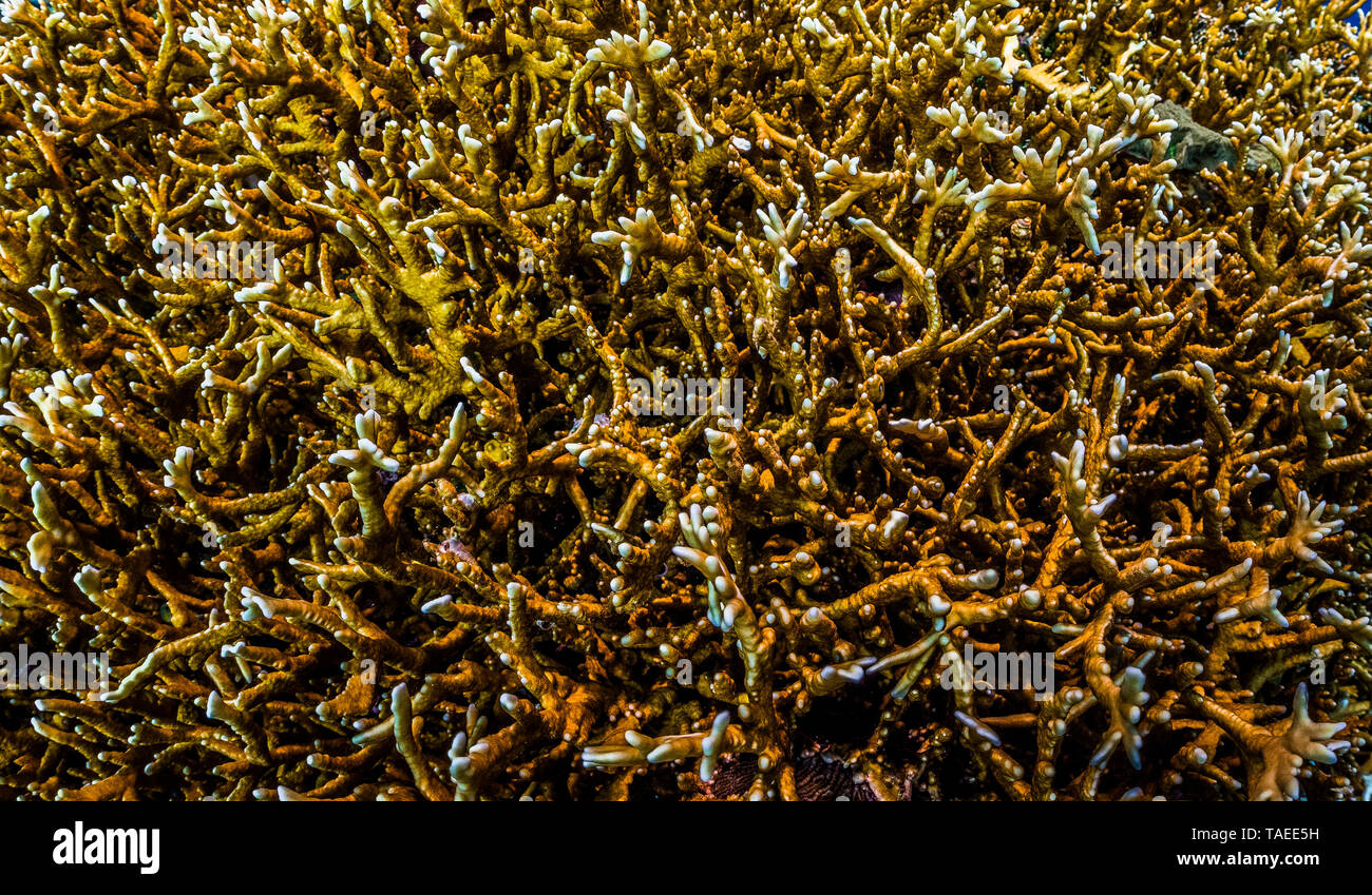 Contain a fire hi-res stock photography and images - Alamy