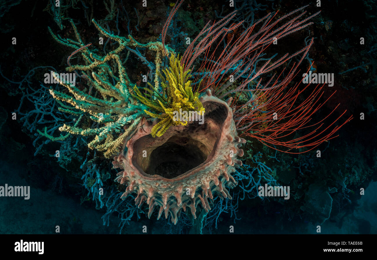 Sponge xestospongia sp hi-res stock photography and images - Alamy