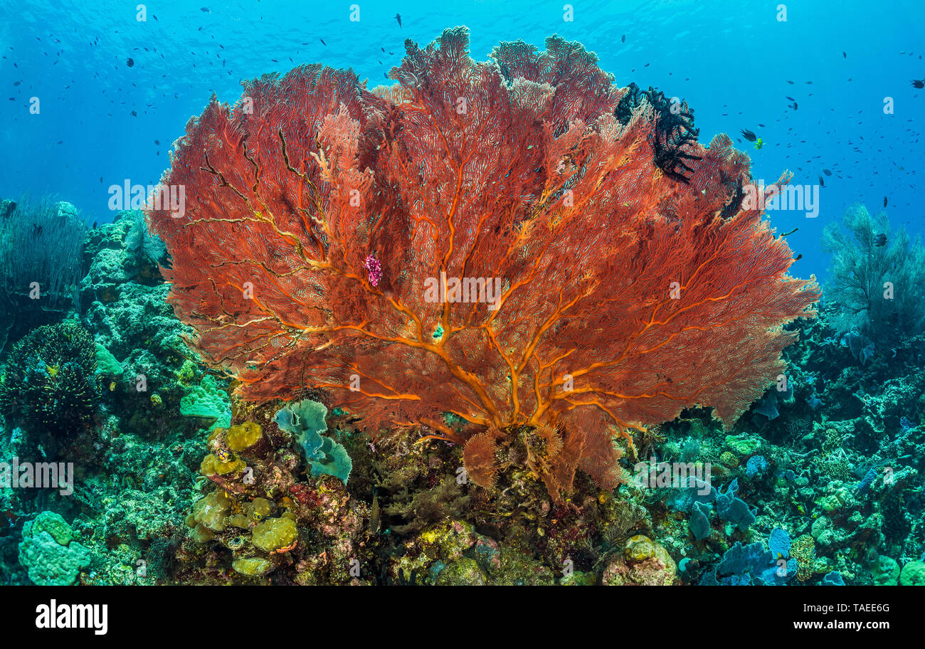 Tara Pacific expedition - november 2017 Giant Sea Fan, Gorgonian Fan ...