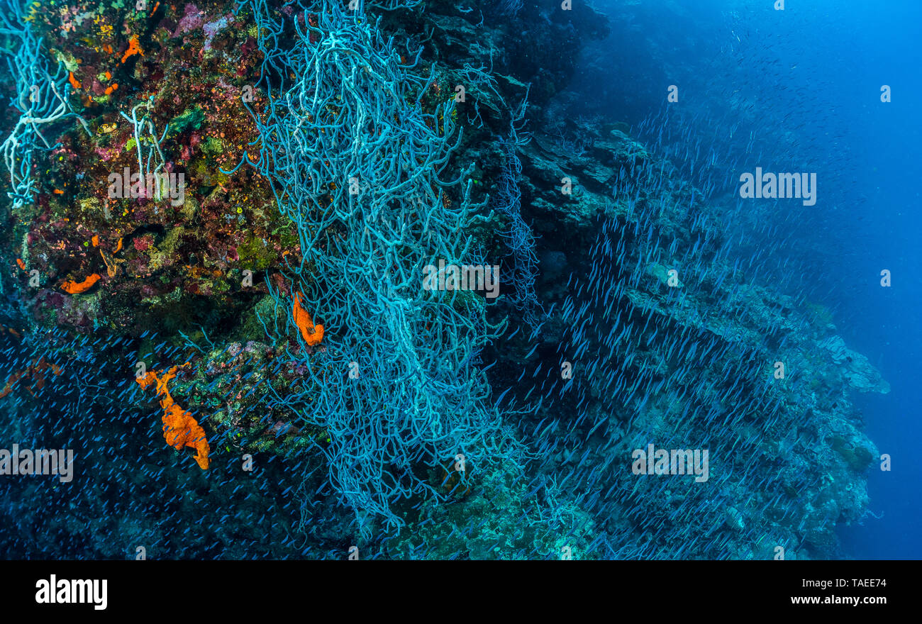 Stolephorus commersonnii hi-res stock photography and images - Alamy