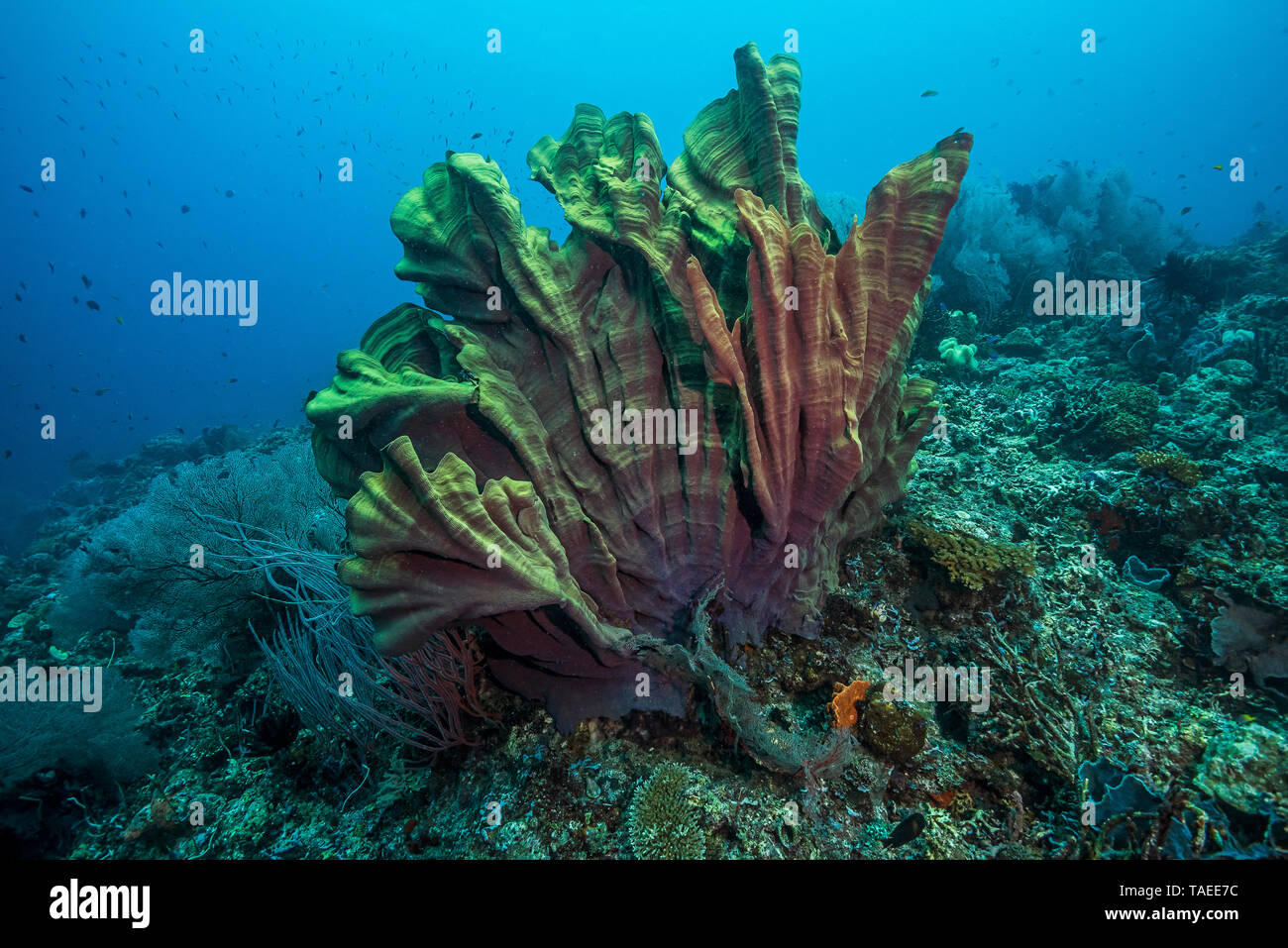 European union papua new guinea hi-res stock photography and images - Alamy