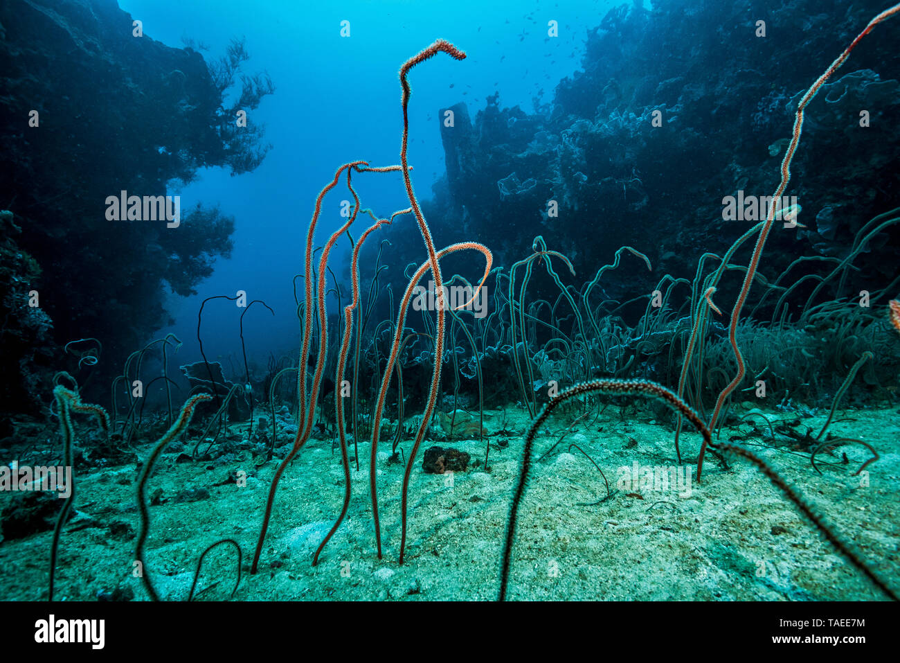 Tara Pacific expedition - november 2017 Sandy channel with Whip Corals ...