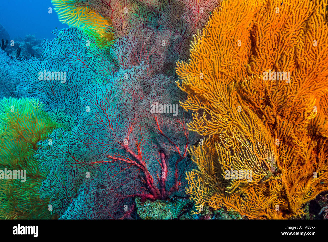 Tara Pacific expedition - november 2017 Gorgonian sea fans (red ...