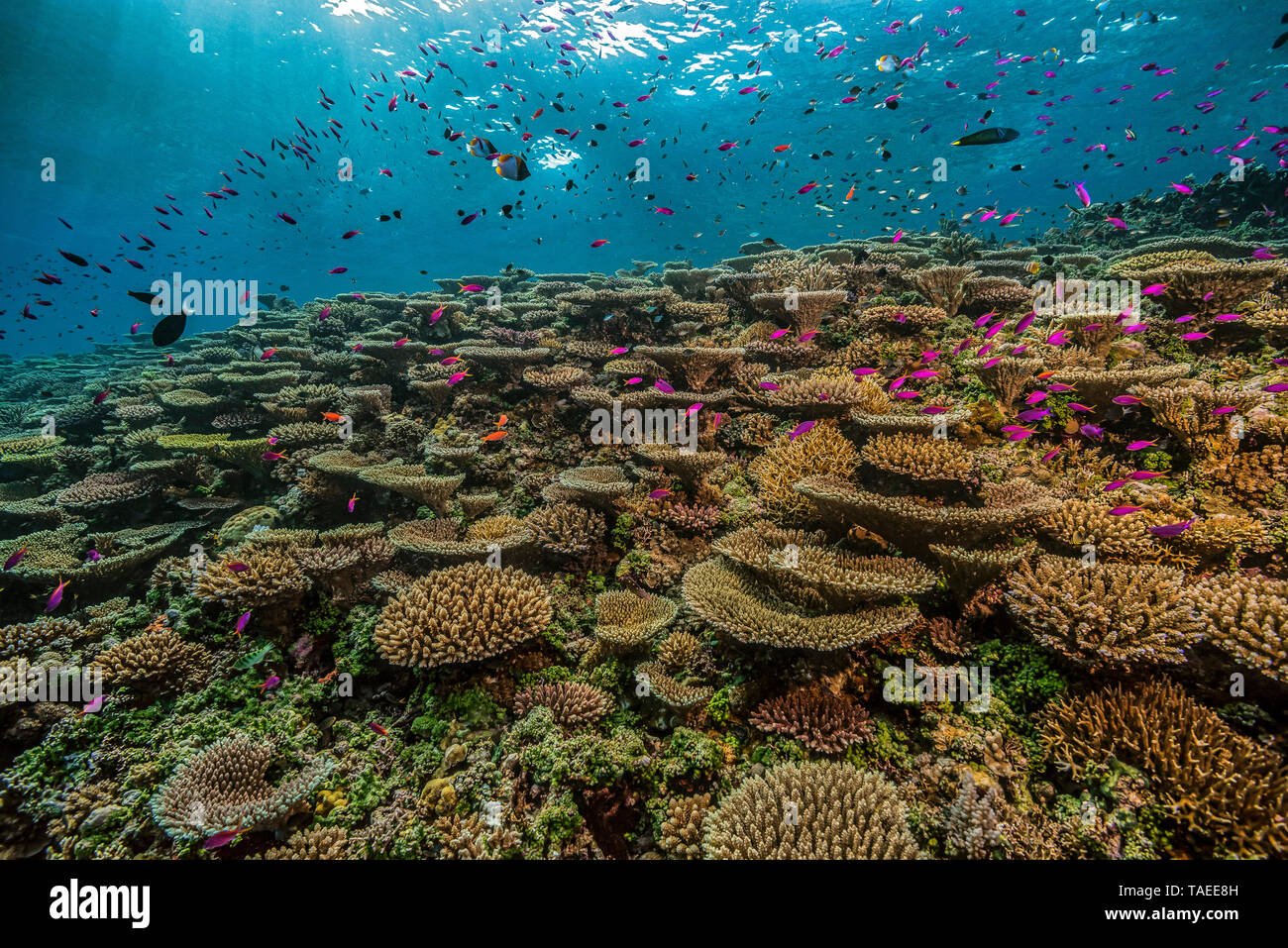 Branching delta hi-res stock photography and images - Alamy