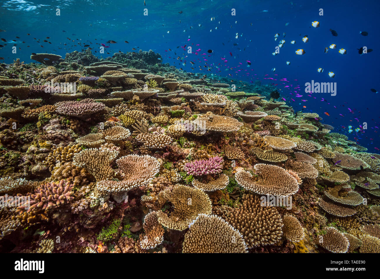 Galapagos coral reef hi-res stock photography and images - Alamy