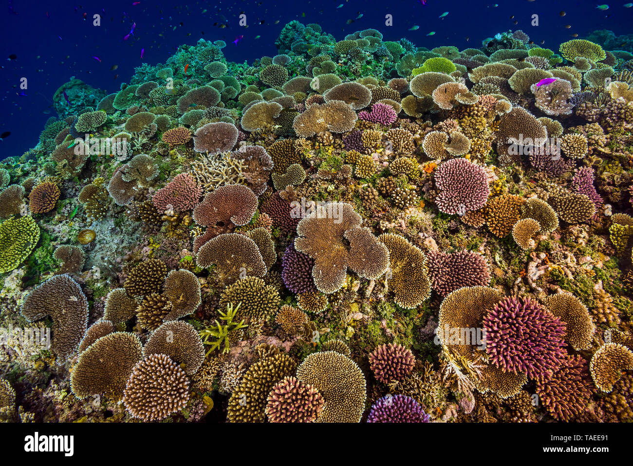 Tara Pacific expedition - november 2017 Oto Reef or Otto?s Point, Kimbe ...