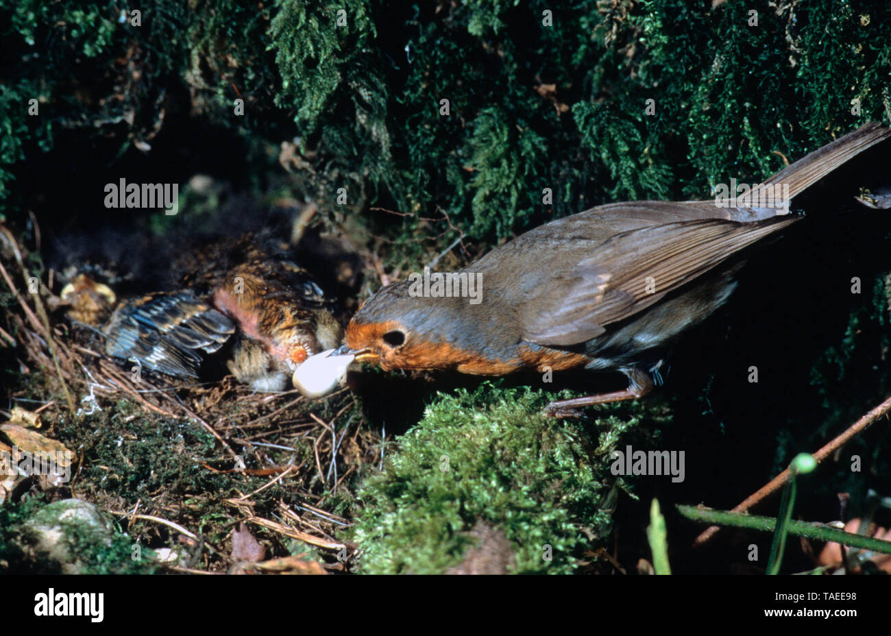 Bird with fecal sac hi-res stock photography and images - Alamy