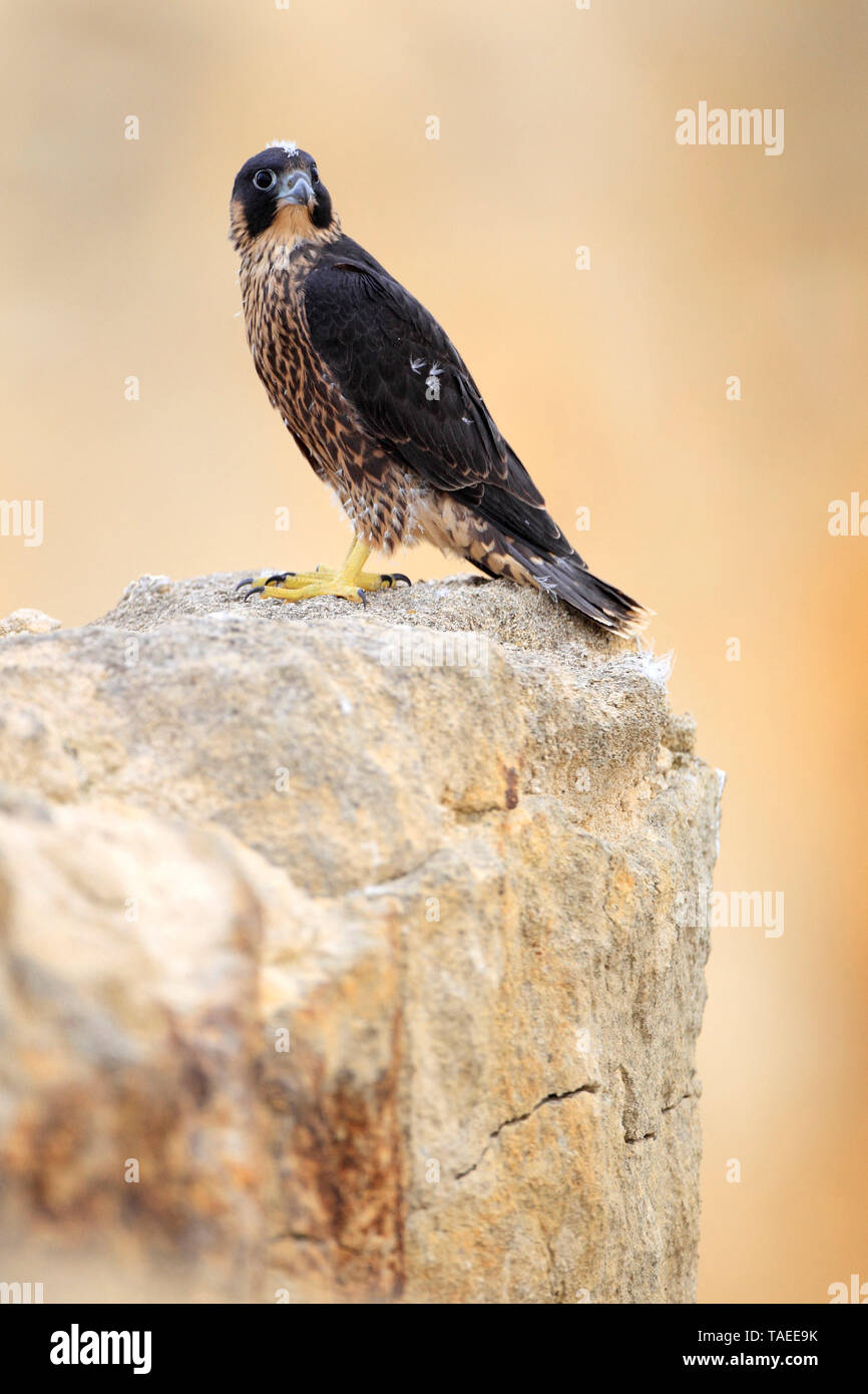 Peregrine falcon (Falco peregrinus) juvenile posted at the top of an ...