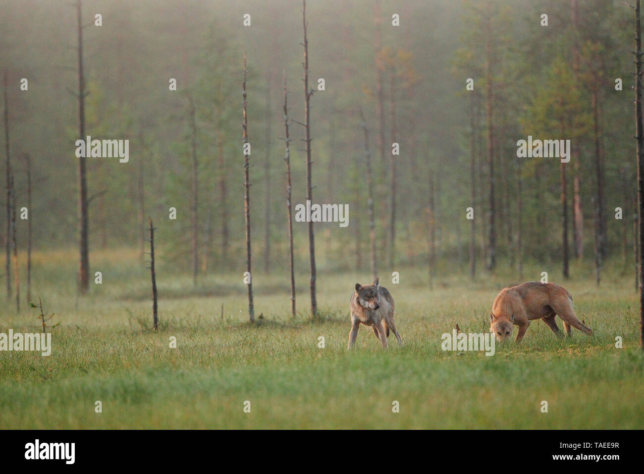 Temperate rain forest animals hi-res stock photography and images - Alamy