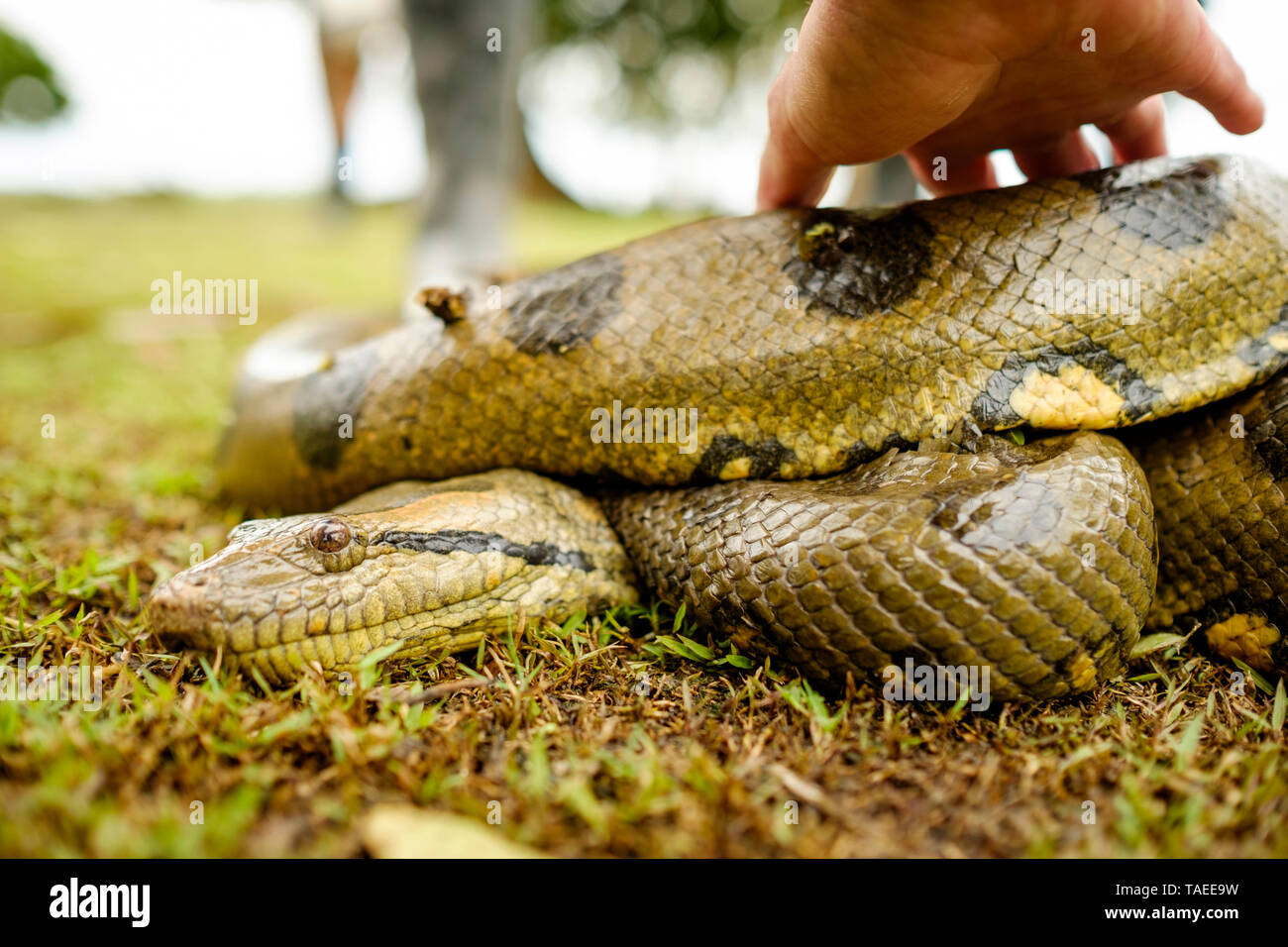 Human hand touching a boa at an animal shelter on the riverbank of the ...