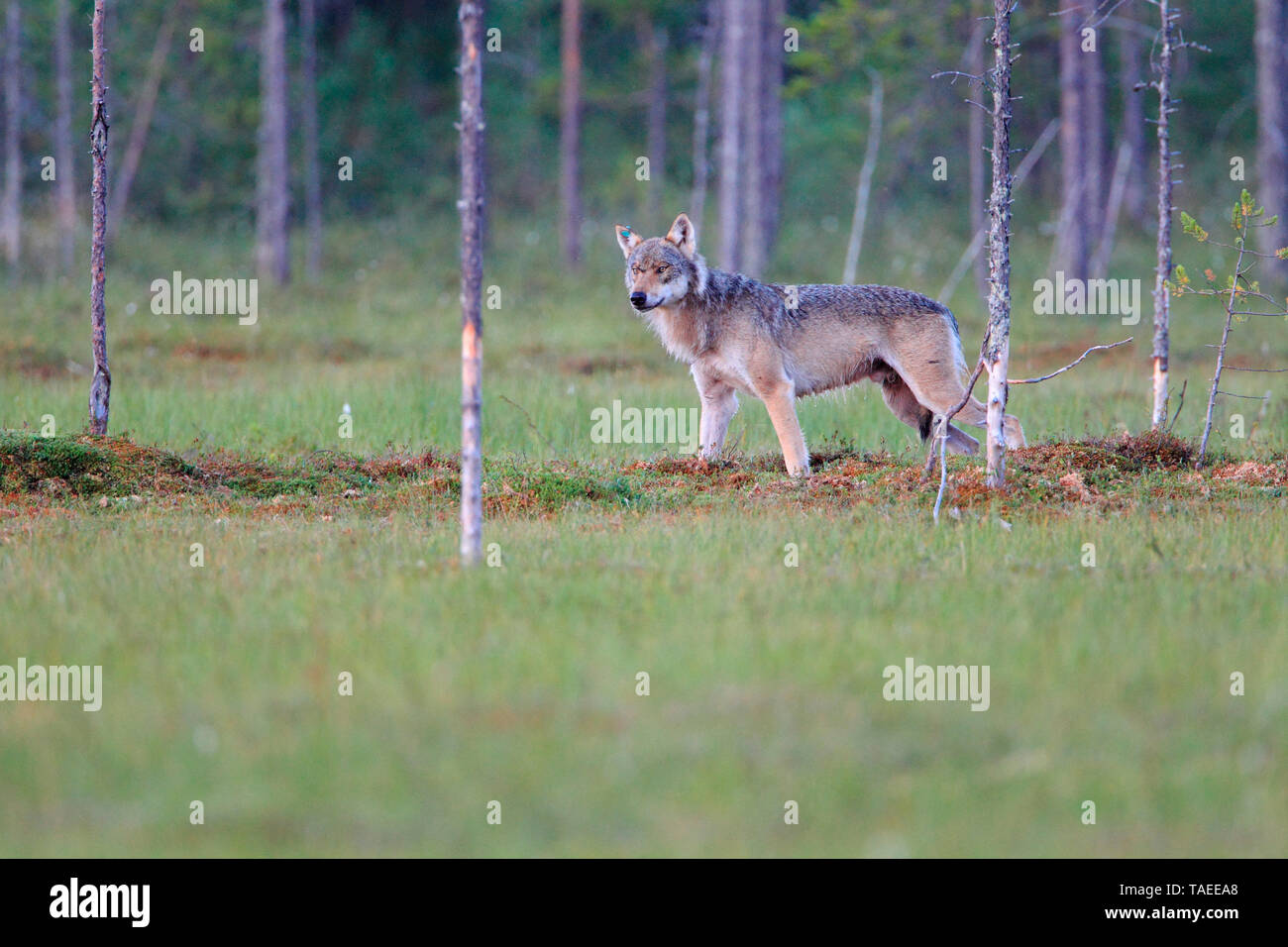 European Gray Wolf (Canis lupus) with blue mark on ear in a bog in ...