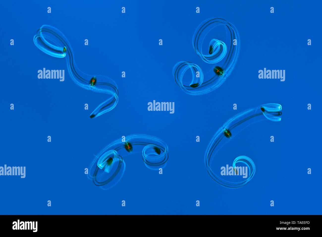 Ocean conservancy organization hi-res stock photography and images - Alamy