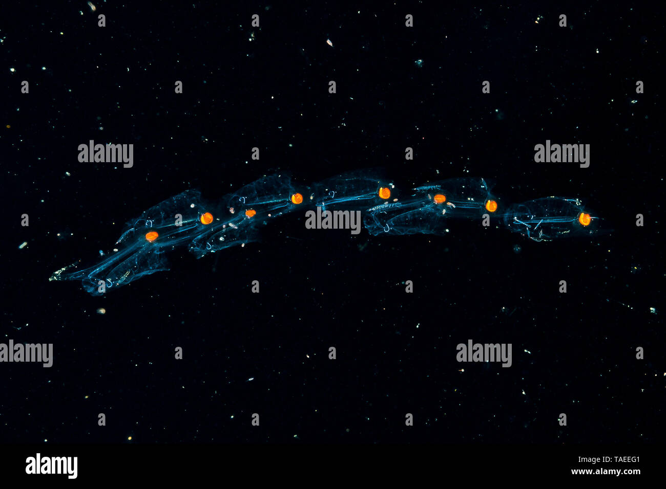 Tara Oceans Expeditions - May 2011. Plankton (species undetermined ...
