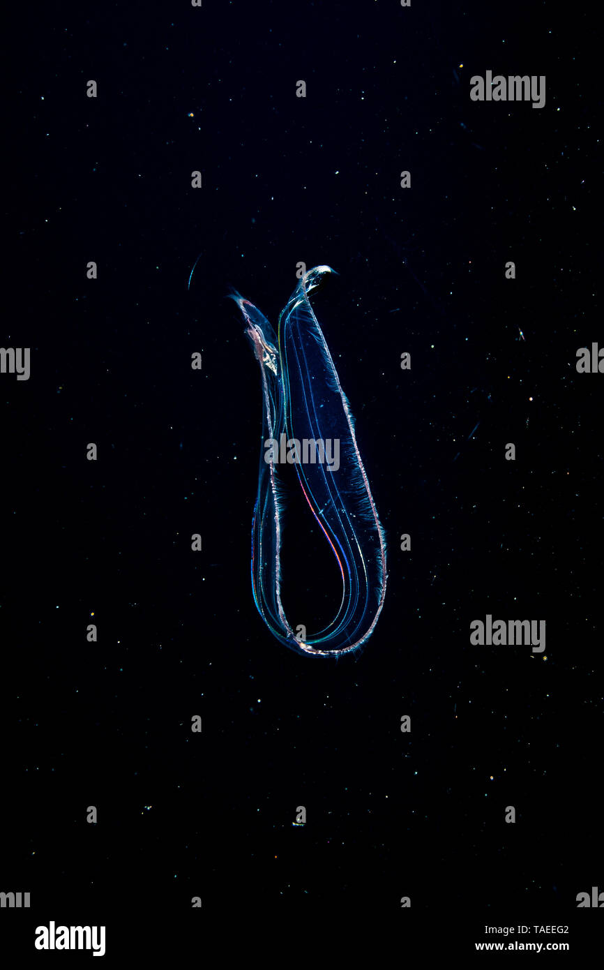 Tara Oceans Expeditions - May 2011. Venus Girdle, Cestid ctenophore ...
