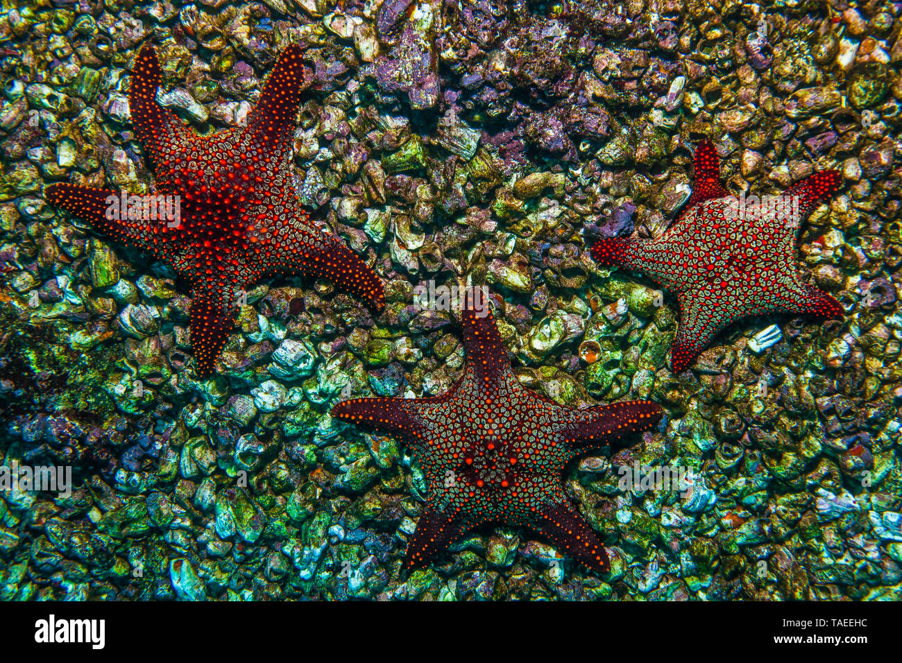 Tara Oceans Expeditions - May 2011. 3 Starfish (sea star) on barnacles ...