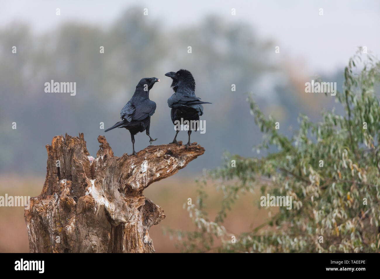Raven on dead tree hi-res stock photography and images - Alamy