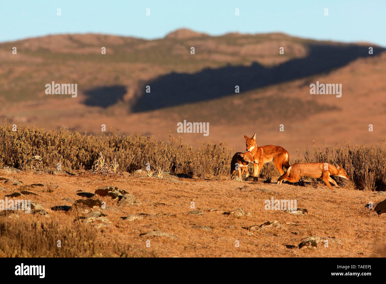 Abyssinian wolf hi-res stock photography and images - Alamy