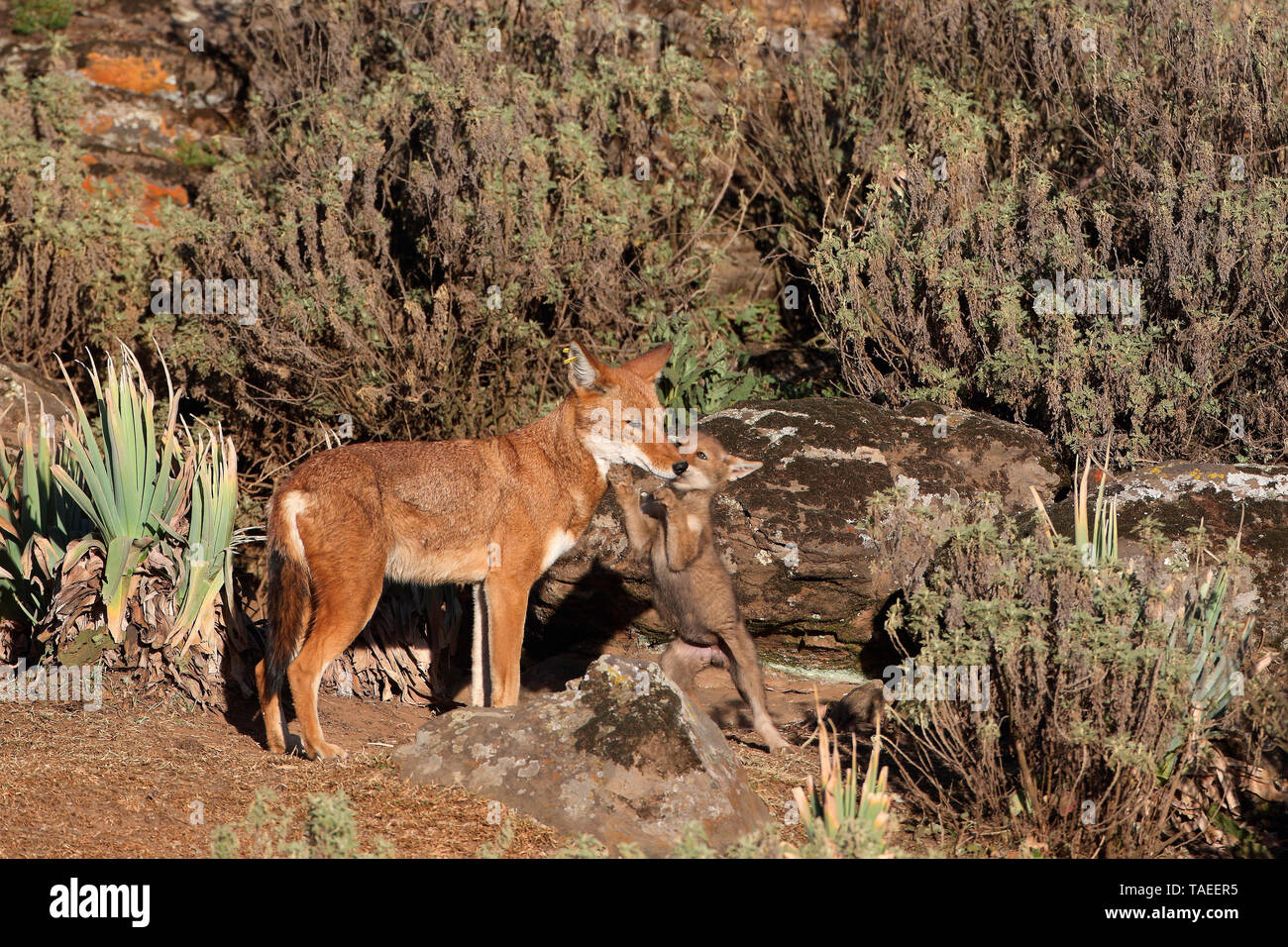 Abyssinian wolf (Canis simensis) Alpha she-wolf and 1 month old cub ...