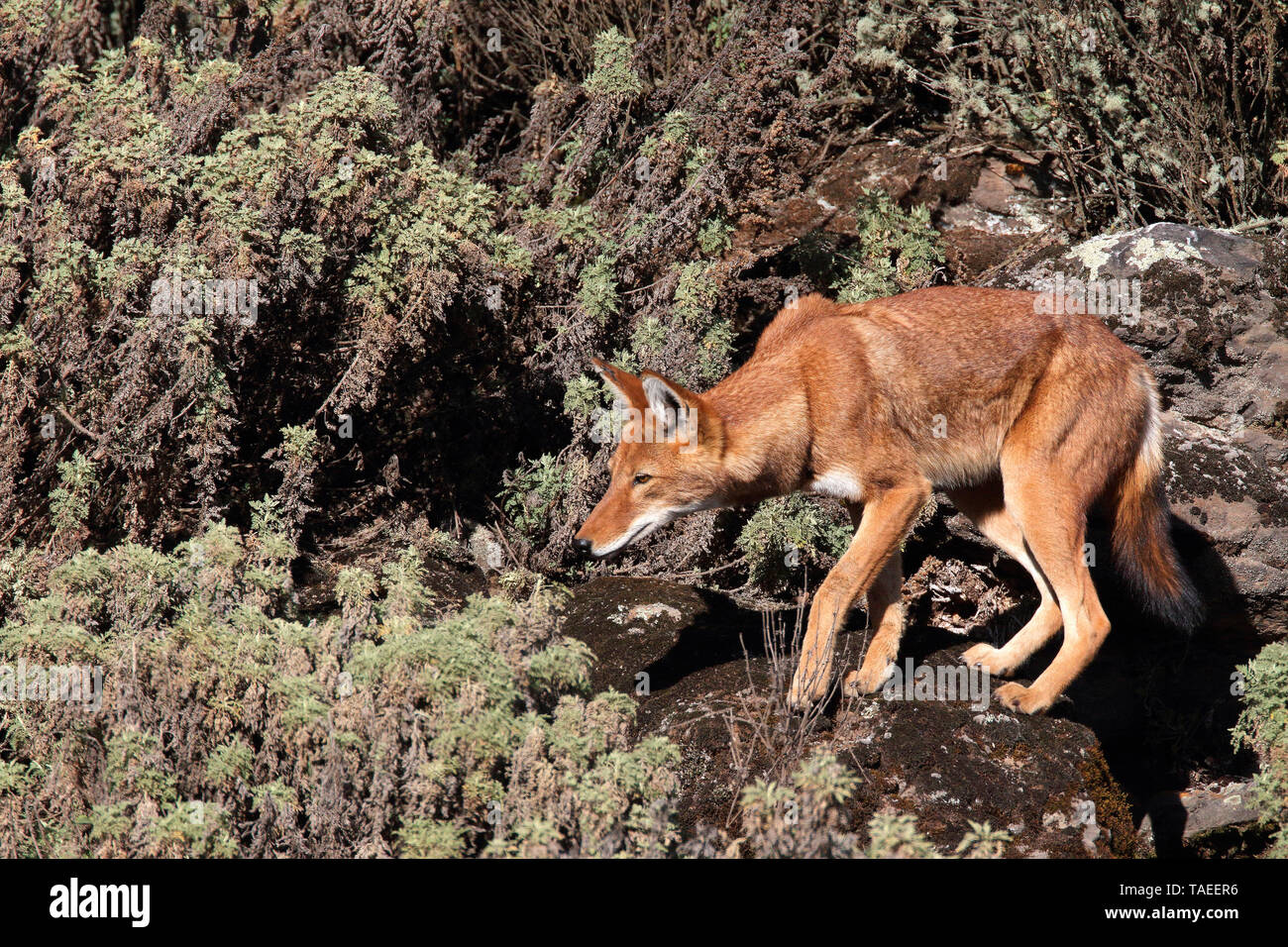 Abyssinian wolf (Canis simensis), adult hunting on the lookout, Bale ...