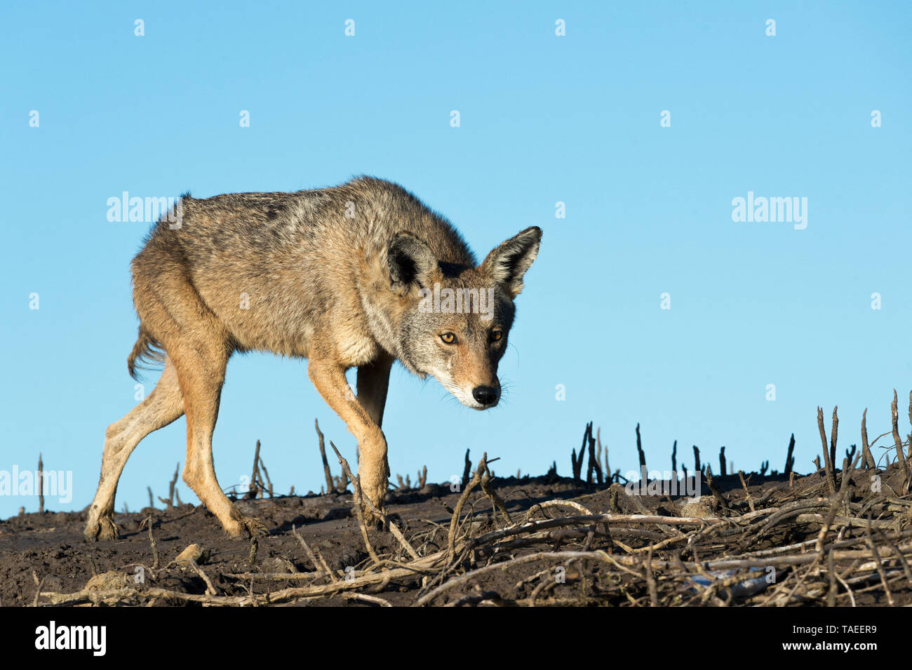 Coyote (Canis latrans) A coyote stalking the mangroves. Baja California ...