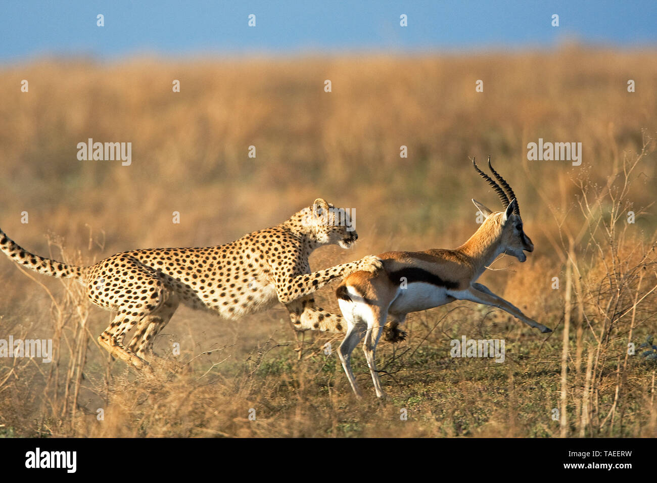 Rain season cheetah hi-res stock photography and images - Alamy