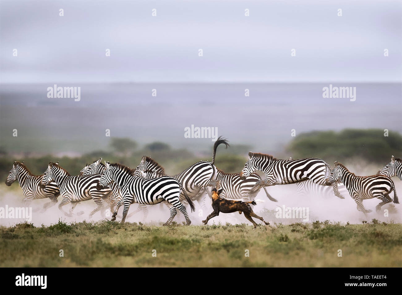 Lycaon pictus hunting prey hi-res stock photography and images - Alamy