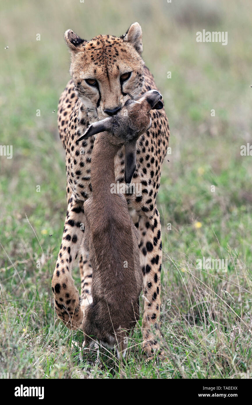 Cheetah carrying cub hi-res stock photography and images - Alamy