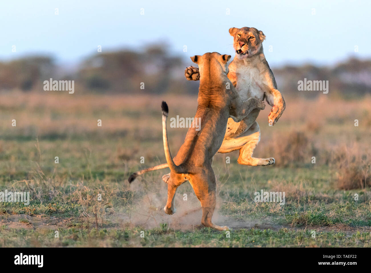 Lion (Panthera leo) lionesses fighting, Ngorongoro Conservation Area ...