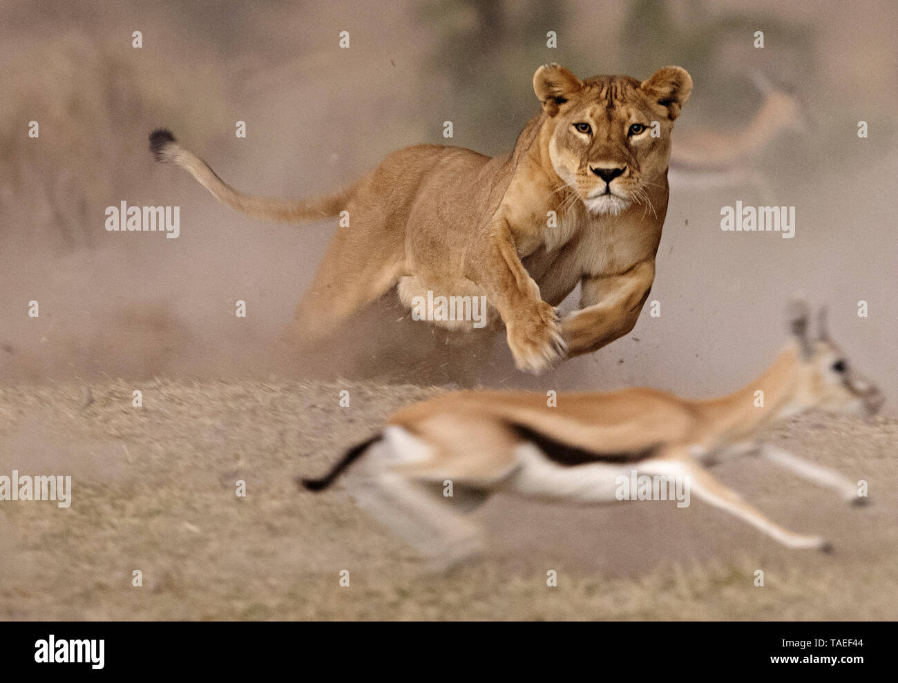 Lion (Panthera leo), lioness chasing a Thomson's Gazelle (Gazella ...