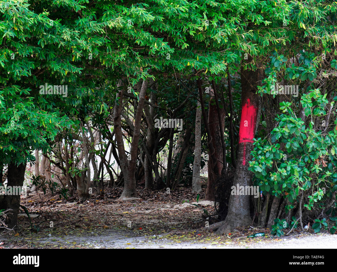 Manchineel tree (Hippomane mancinella), tree with poisonous sap spotted ...