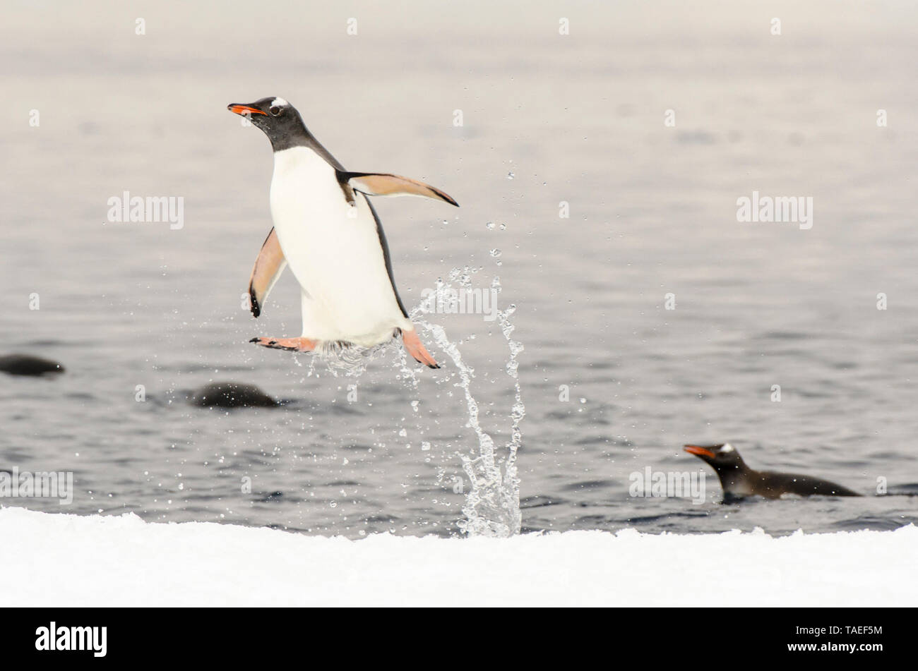 Penguin family jumping hi-res stock photography and images - Alamy