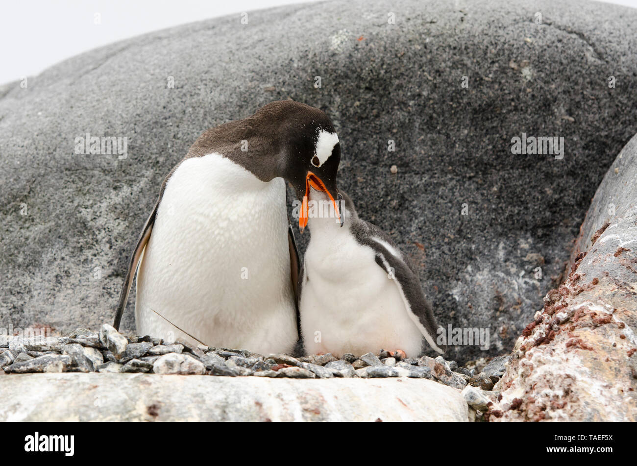 Regurgitated foods hi-res stock photography and images - Alamy