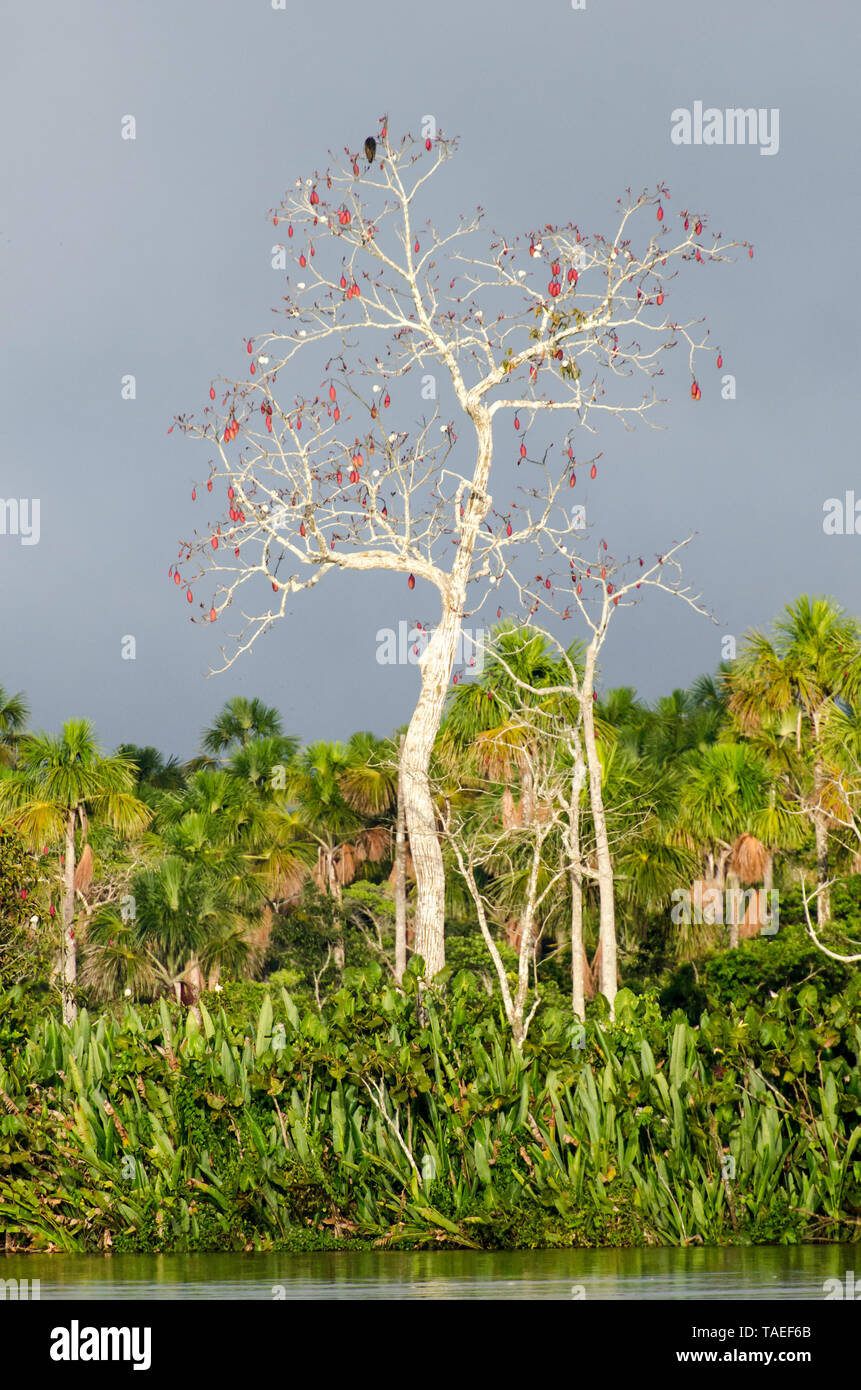 Munguba falsebombax (Pseudobombax munguba) at Rimachi Lake along ...