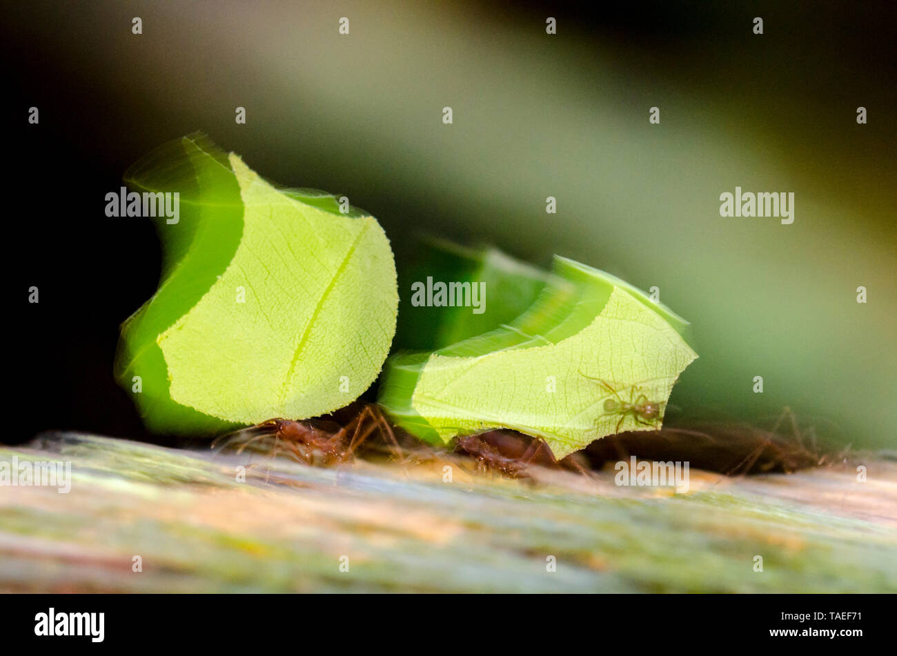 Mushroom ants (Atta sp) carrying pieces of cut leaves to their nest ...