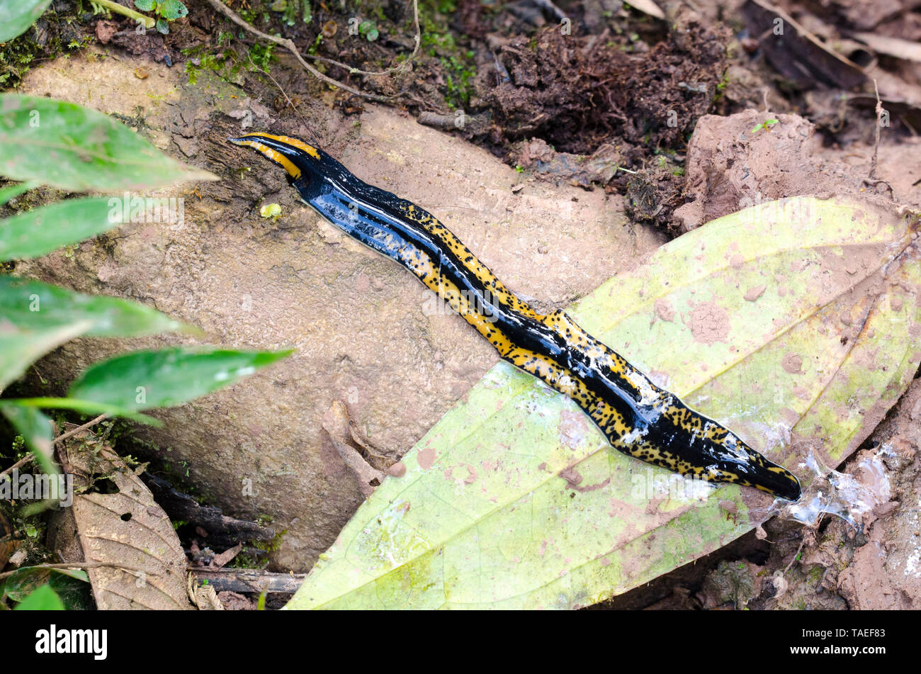 Geoplanidae flatworm hi-res stock photography and images - Alamy