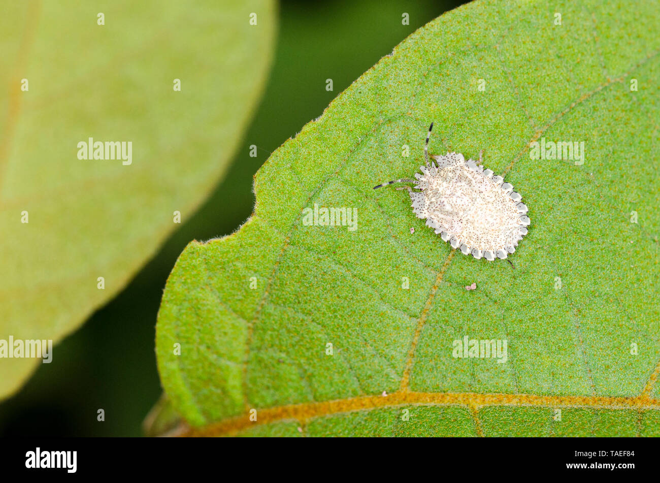 Bug larva in altitude forest (2500 m), Peru Stock Photo - Alamy