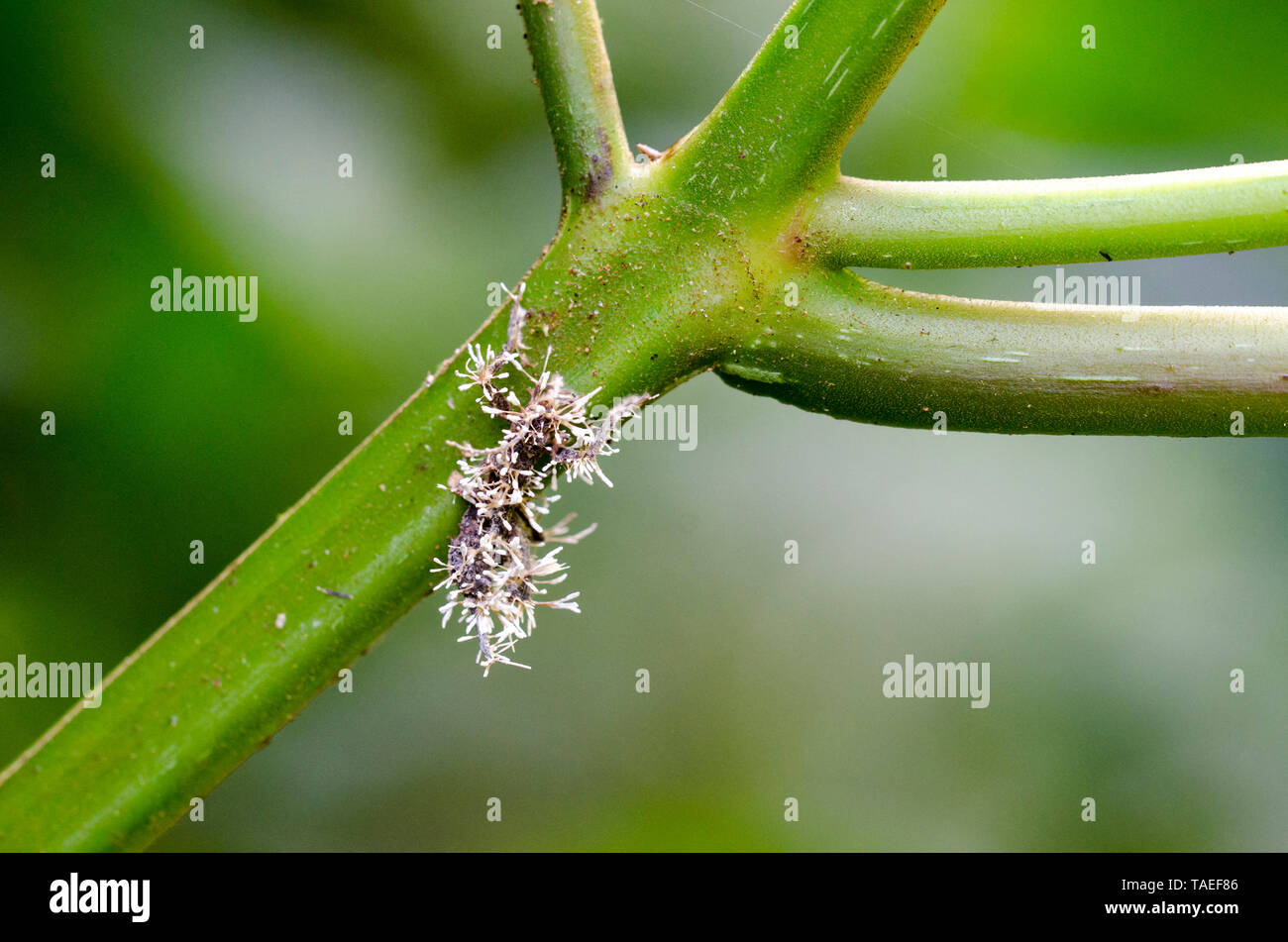Insect killed by a parasitic fungus (Cordyceps sp), Peruvian Andes from ...