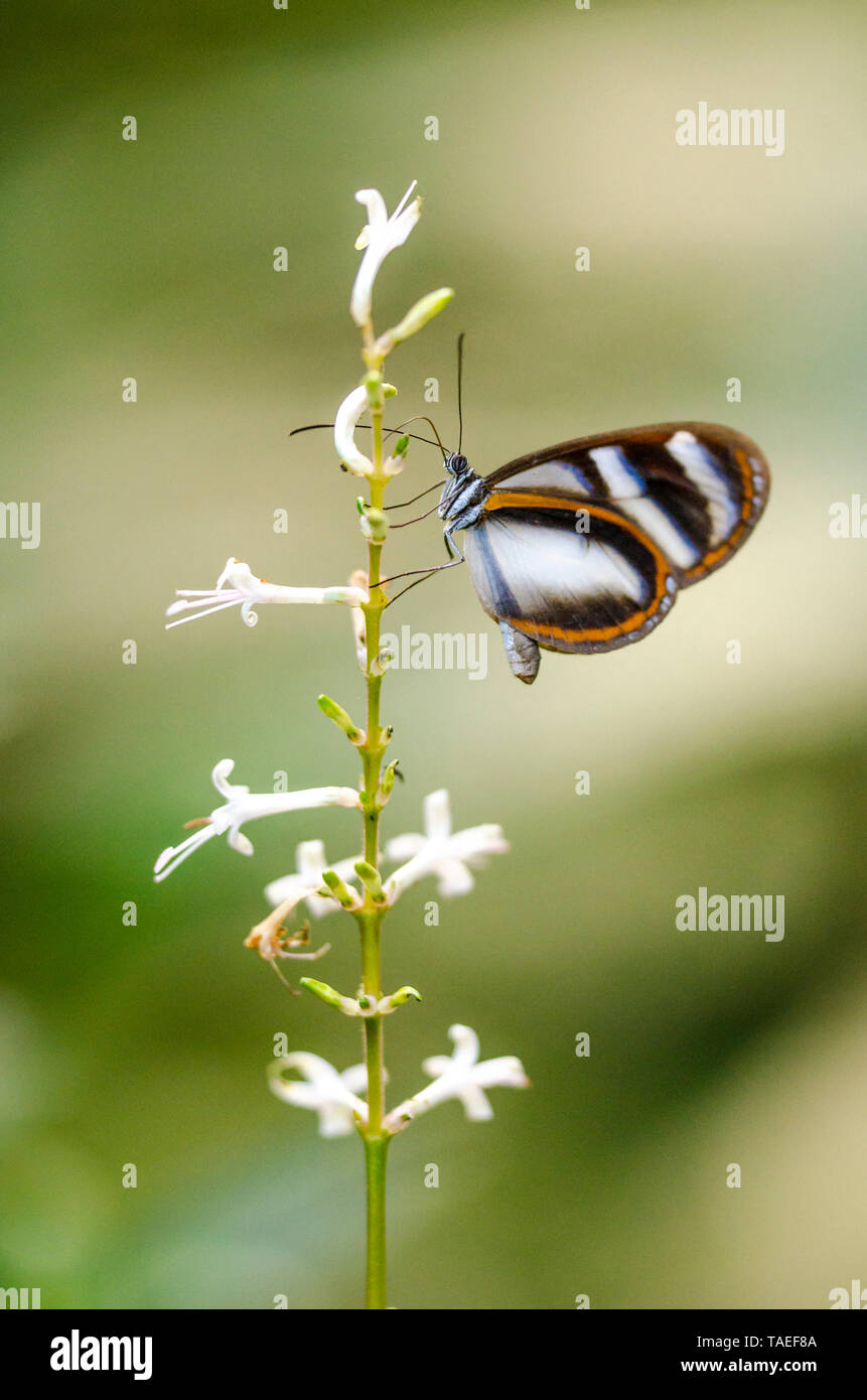 Butterfly (Nymphalidae sp) recognizable by its 2 pairs of visible legs ...