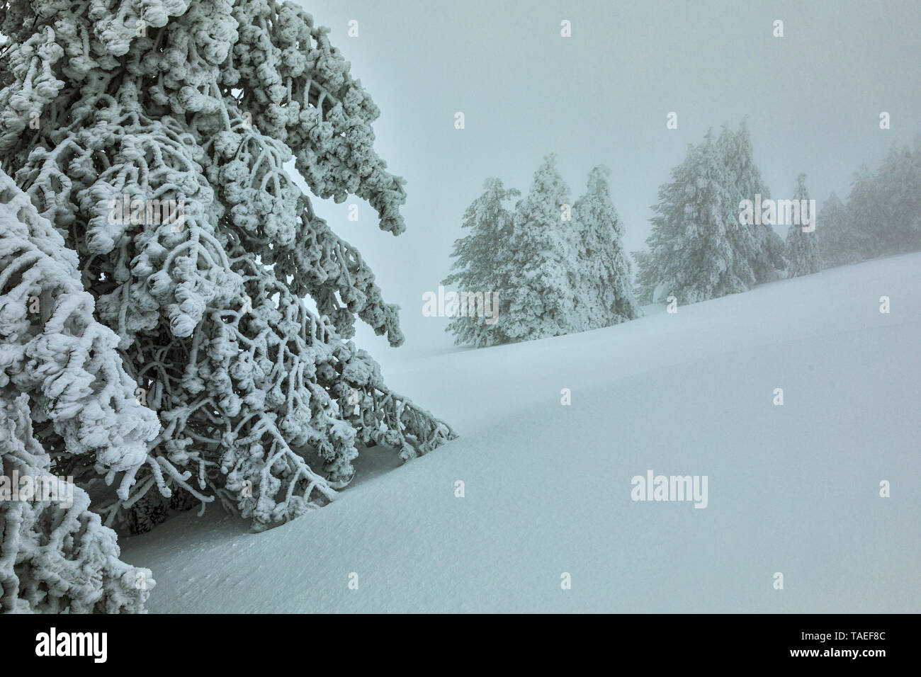 Italy Liguria - The Monte Beigua Park is a protected area of Liguria ...