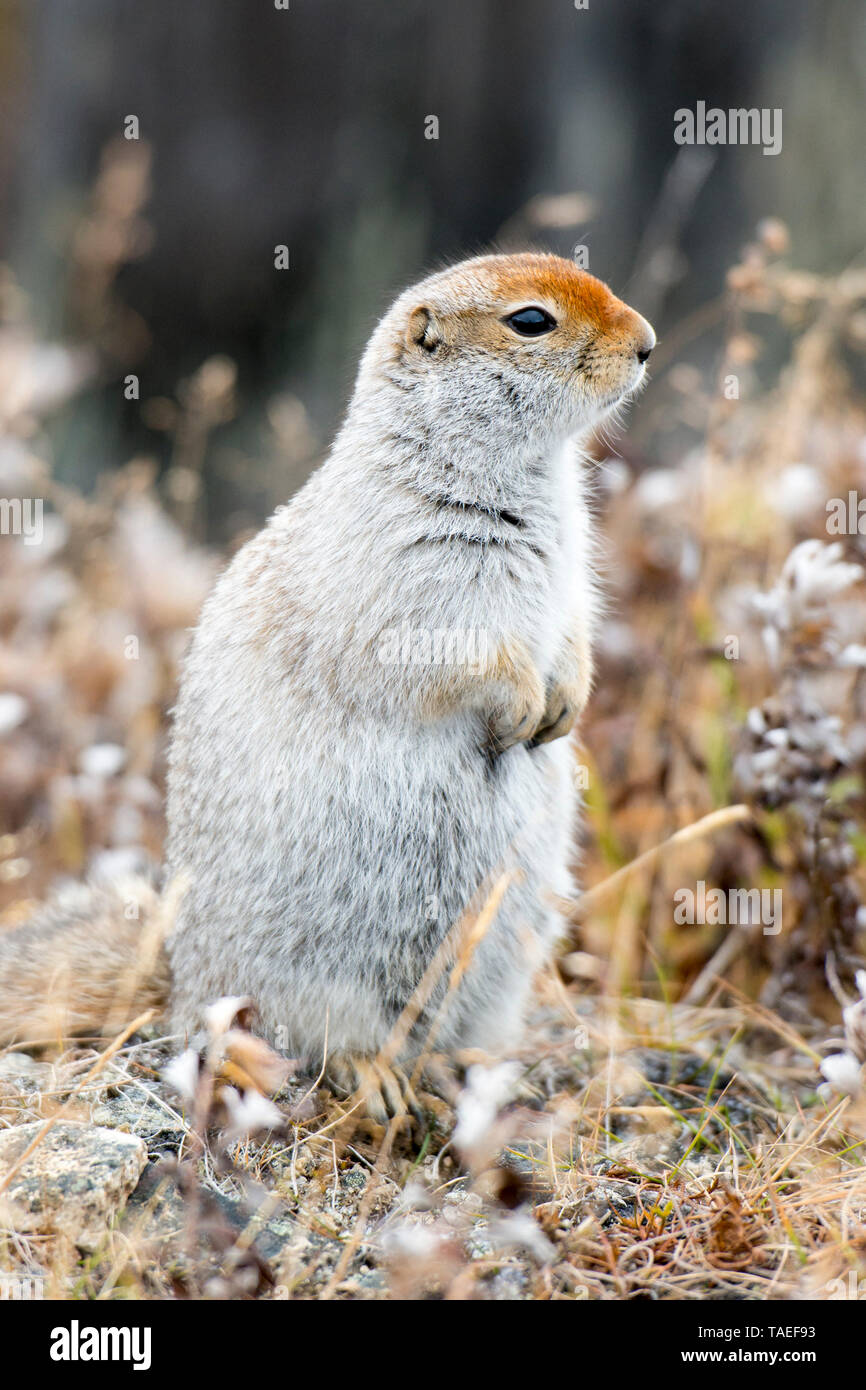 Arctic Ground Squirrel (Spermophilus parryii), Chukotka, Russian Far ...