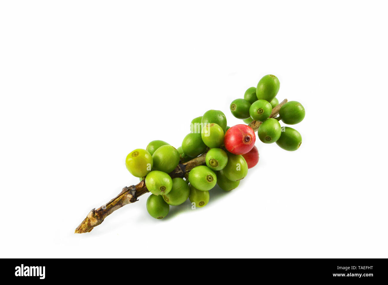 Fresh red and green coffee beans isolated on white background / Harvest ...