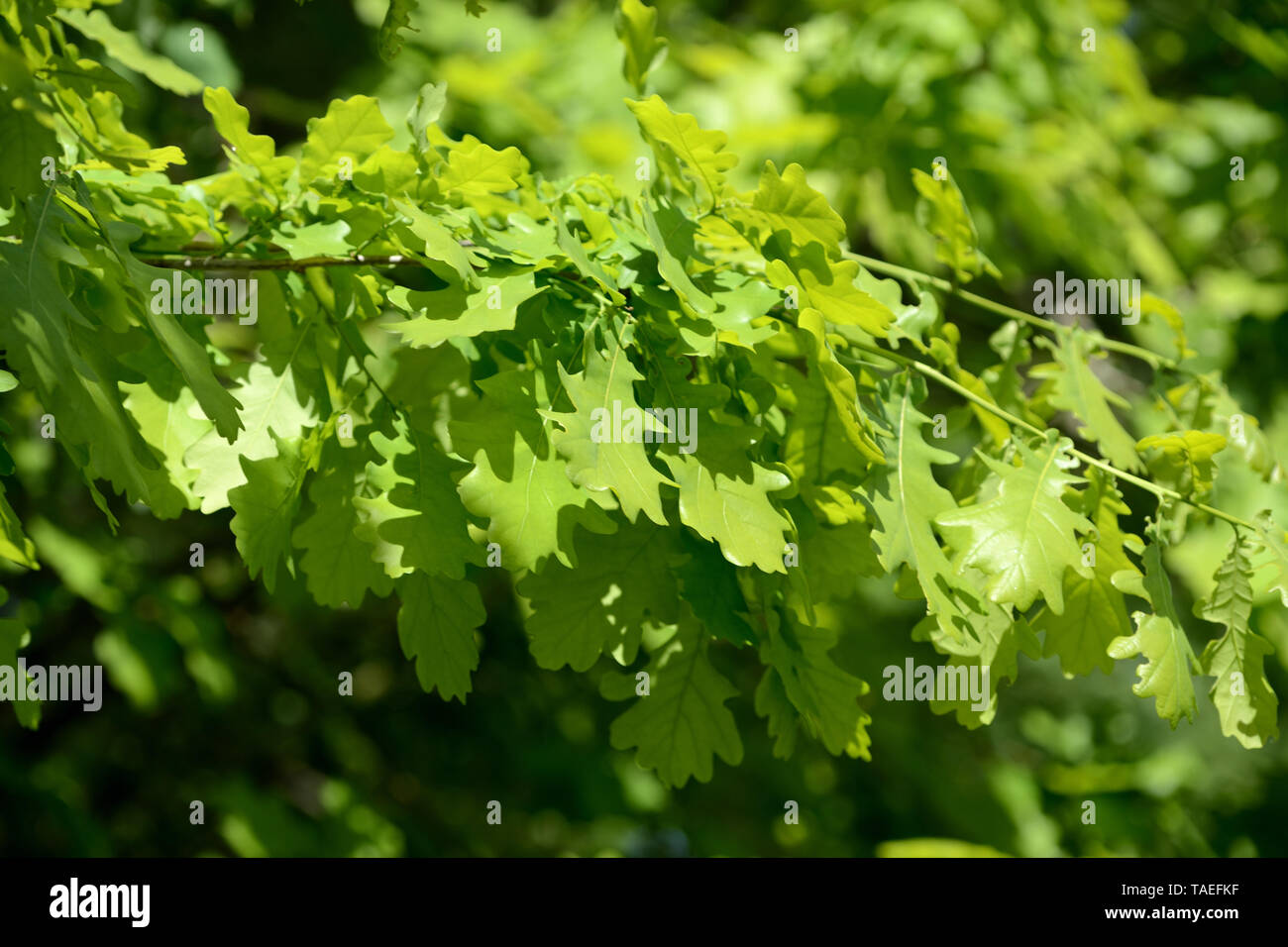 Oak tree fresh green hi-res stock photography and images - Alamy