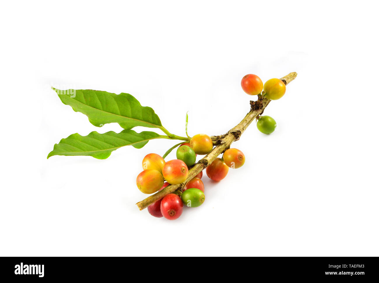 Fresh red and green coffee beans and green leaf isolated on white ...