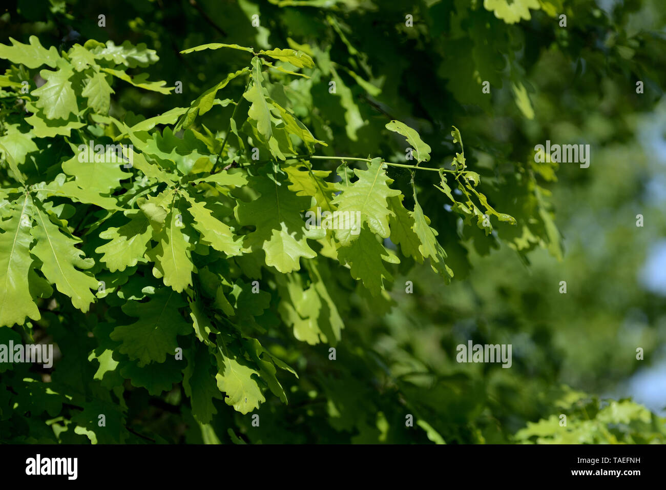 Oak tree fresh green hi-res stock photography and images - Alamy
