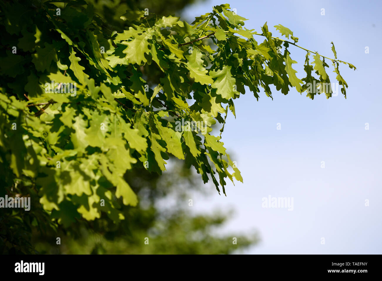 Oak tree fresh green hi-res stock photography and images - Alamy